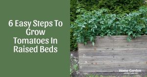 6 Easy Steps To Grow Tomatoes In Raised Beds - Home Garden Vegetables