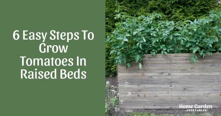 6 Easy Steps To Grow Tomatoes In Raised Beds - Home Garden Vegetables
