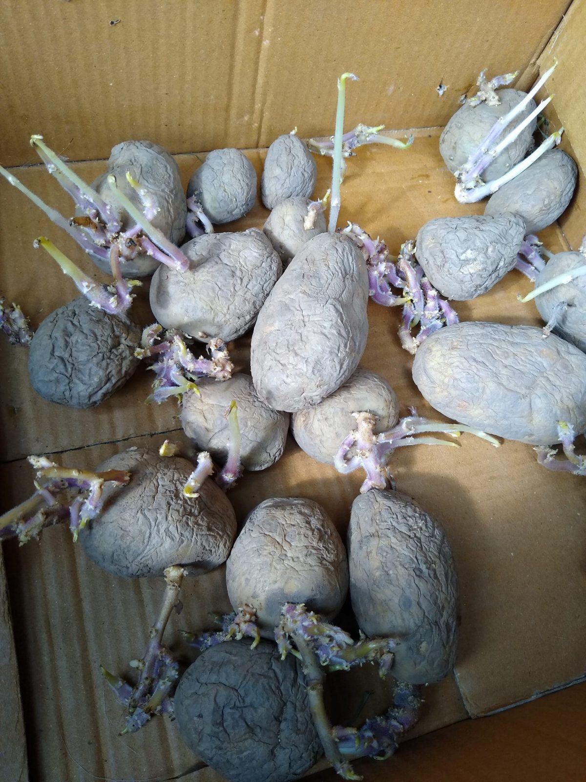 How To Get A Potato To Sprout - Home Garden Vegetables