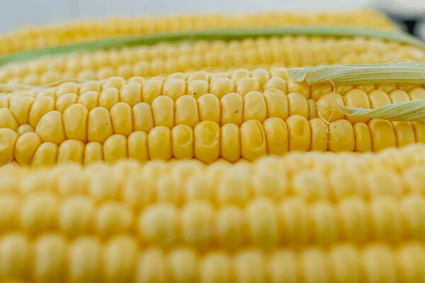 How Tall Does Sweetcorn Grow? - Home Garden Vegetables