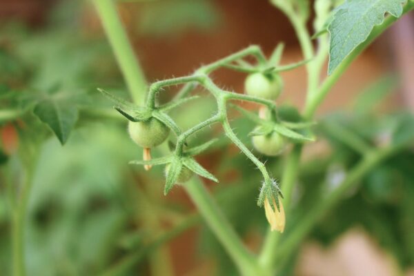 5 Ways To Fix Tomato Flowers Not Setting Fruit - Home Garden Vegetables