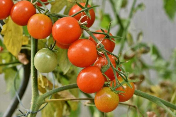 How Deep Do You Plant Tomatoes - Home Garden Vegetables