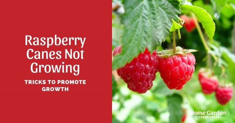 Raspberry Canes Not Growing: Tricks To Promote Growth - Home Garden ...