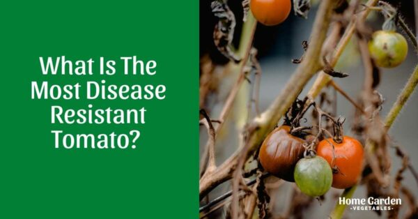 17 Best Disease Resistant Tomato Varieties - Home Garden Vegetables