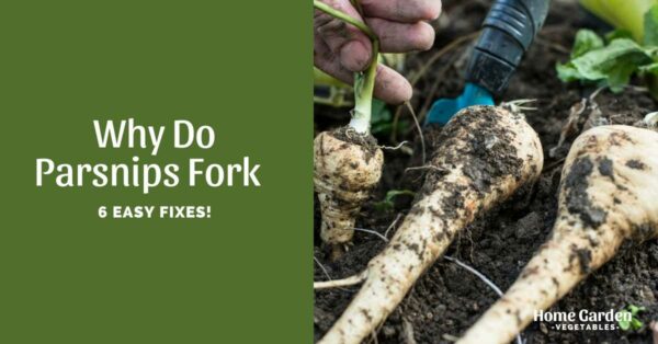Why Do Parsnips Fork And 6 Easy Fixes! - Home Garden Vegetables