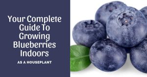 Your Complete Guide To Growing Blueberries Indoors Year-Round As A ...