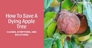 How To Save A Dying Apple Tree: Causes, Symptoms, And Solutions - Home ...