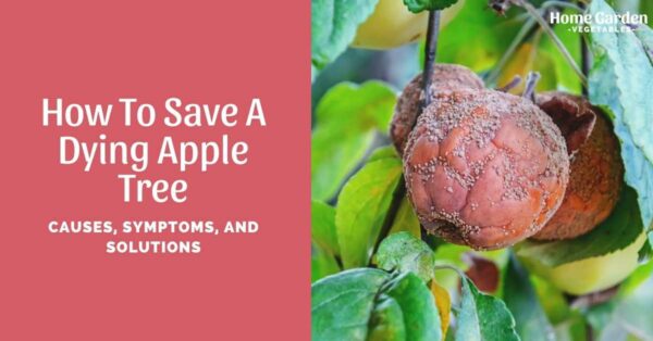 How To Save A Dying Apple Tree: Causes, Symptoms, And Solutions - Home ...