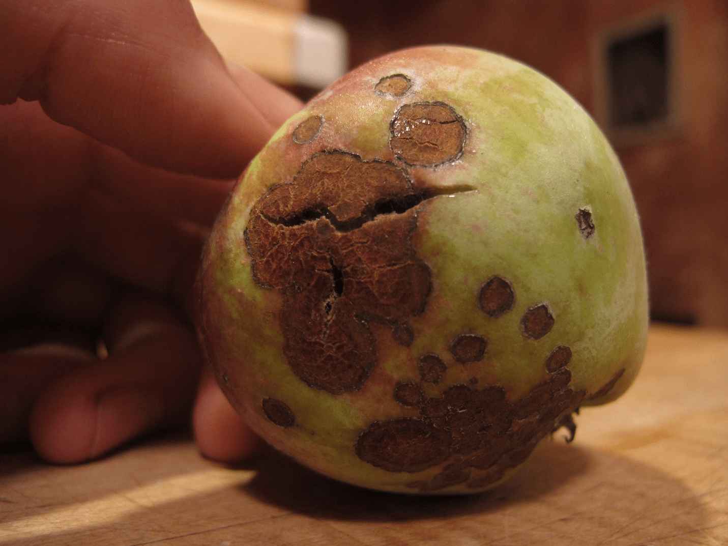 Can You Eat Apples With Apple Scab? - Home Garden Vegetables