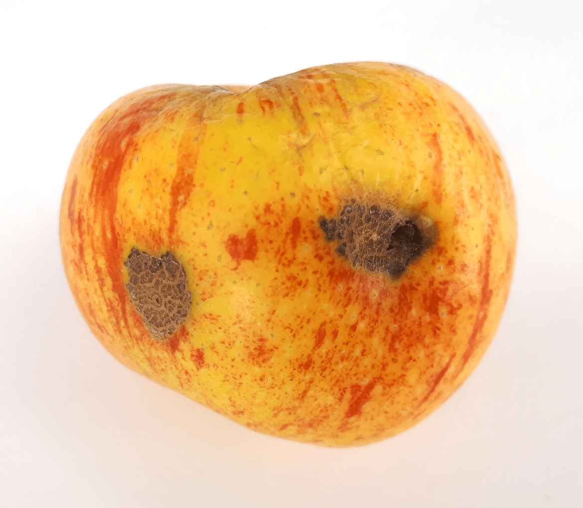 Can You Eat Apples With Apple Scab? - Home Garden Vegetables