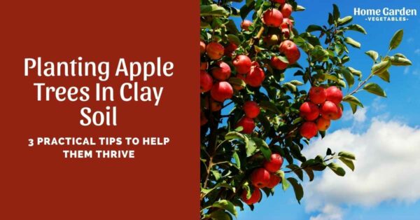 Planting Apple Trees In Clay Soil: 3 Practical Tips To Help Them Thrive ...