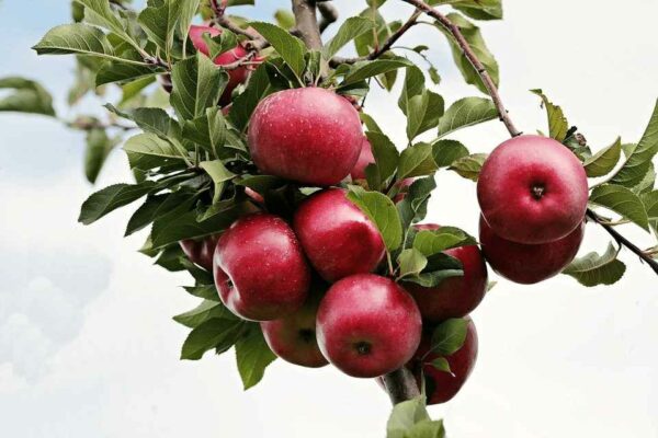 Planting Apple Trees In Clay Soil: 3 Practical Tips To Help Them Thrive ...