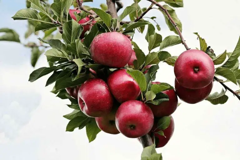 Planting Apple Trees In Clay Soil: 3 Practical Tips To Help Them Thrive ...