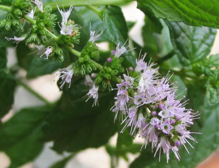 Why Is My Mint Plants Flowering? 5 Solutions To Stop It! - Home Garden ...