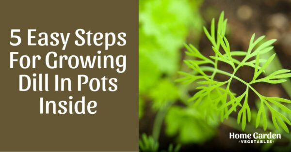 5 Easy Steps For Growing Dill In Pots Inside - Home Garden Vegetables