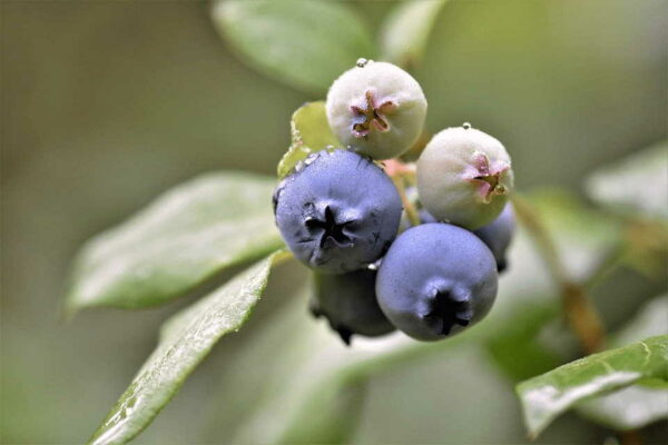 Your Complete Guide To Growing Blueberries Indoors Year-Round As A ...