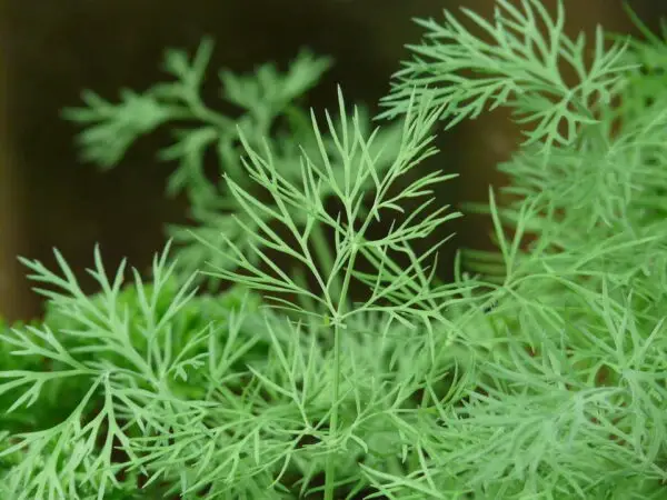 5 Easy Steps For Growing Dill In Pots Inside - Home Garden Vegetables