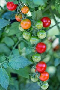 23 Top Indeterminate Tomato Varieties To Try! - Home Garden Vegetables