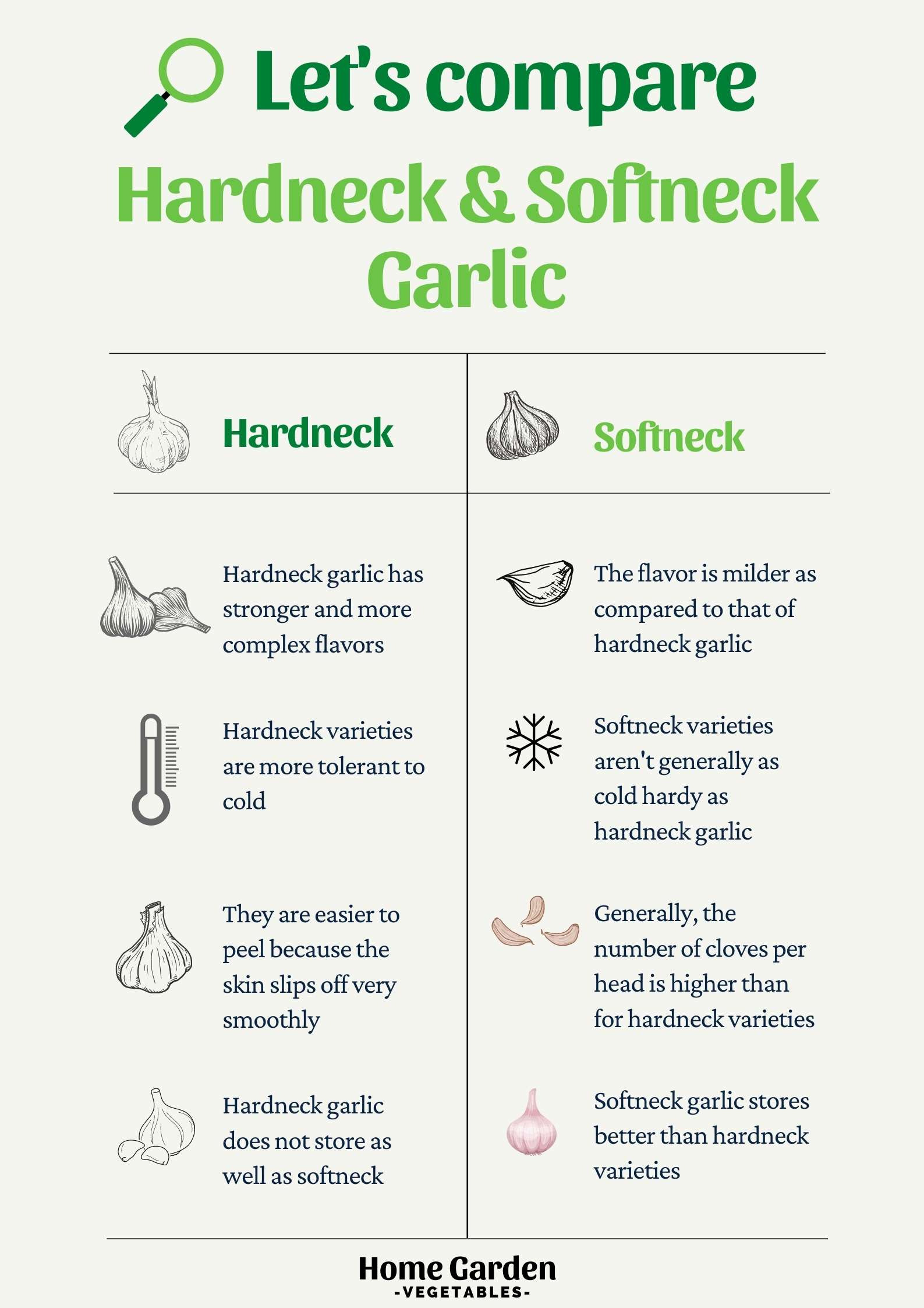 Growing Hardneck VS Softneck Garlic - Home Garden Vegetables