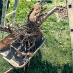 How To Save A Dying Apple Tree: Causes, Symptoms, And Solutions - Home ...