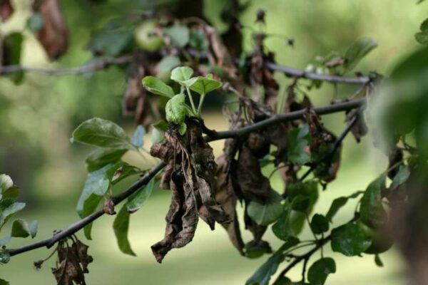 How To Save A Dying Apple Tree: Causes, Symptoms, And Solutions - Home ...