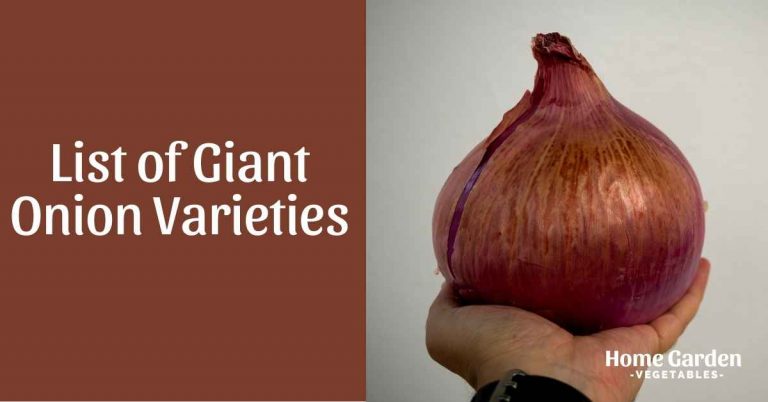 7 Epic Giant Onion Varieties - Grow To Wow! - Home Garden Vegetables