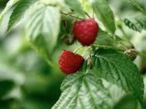 Complete Guide To Raspberry Plant Problems - Home Garden Vegetables