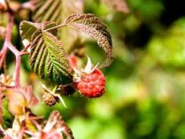 Complete Guide To Raspberry Plant Problems - Home Garden Vegetables