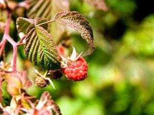 Complete Guide To Raspberry Plant Problems - Home Garden Vegetables