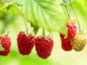 Complete Guide To Raspberry Plant Problems - Home Garden Vegetables