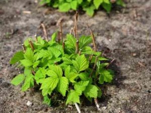 Complete Guide To Raspberry Plant Problems - Home Garden Vegetables