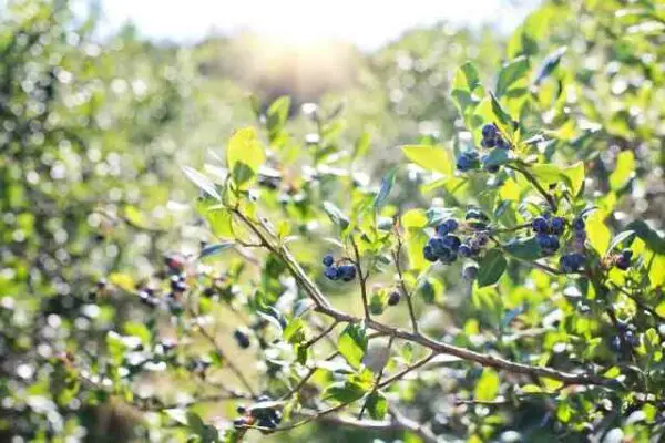 How To Care For Blueberry Bushes - Home Garden Vegetables