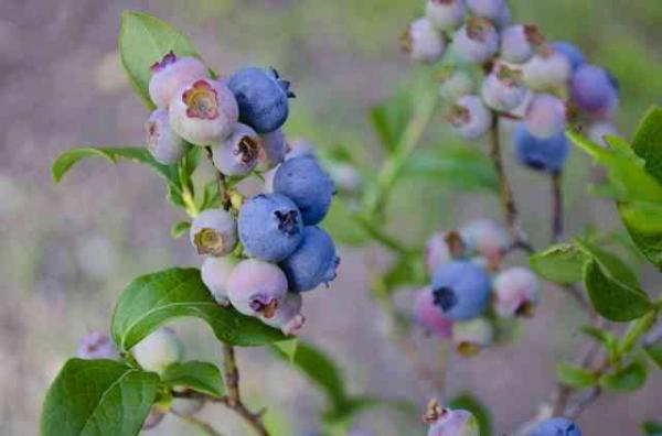 How To Care For Blueberry Bushes - Home Garden Vegetables