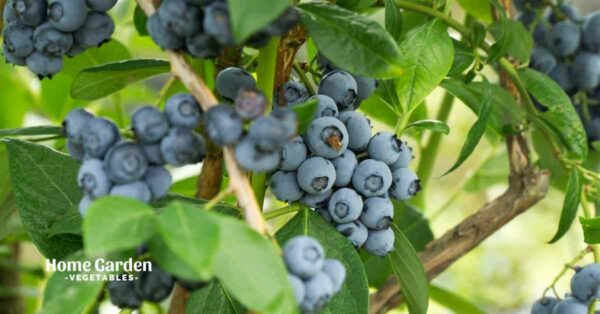 How To Care For Blueberry Bushes - Home Garden Vegetables