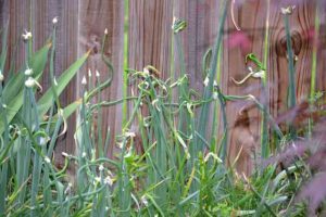 How Do Onions Reproduce? - Home Garden Vegetables