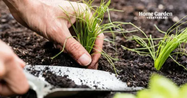 Can You Split Chives? - Home Garden Vegetables