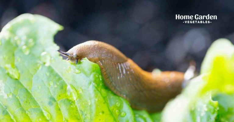 How To Control Slugs In Vegetable Garden Organically - Home Garden ...