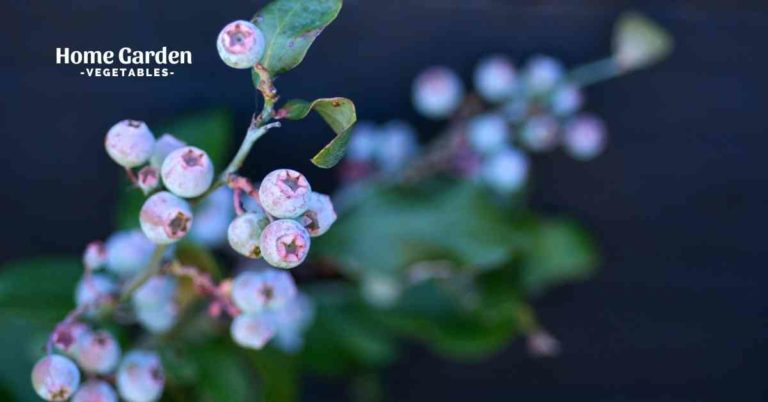 List Of Blueberry Highbush Varieties - Home Garden Vegetables