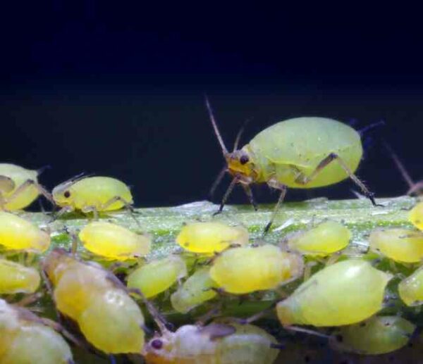 How To Get Rid Of Aphids In Vegetable Garden - Home Garden Vegetables