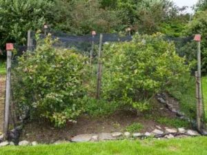 How To Protect Blueberry Bushes From Birds - Home Garden Vegetables
