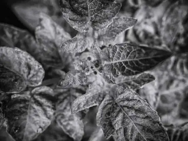 What Is The Coldest Temperature Tomato Plants Can Handle? - Home Garden ...