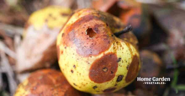 Apple Tree Black Rot - Home Garden Vegetables