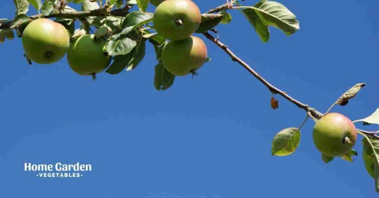 Apple Tree Branches Dying - Home Garden Vegetables