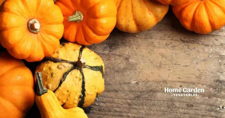 Preserving Summer Squash - Home Garden Vegetables