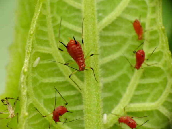How To Get Rid Of Red Bugs On Tomato Plants - Home Garden Vegetables