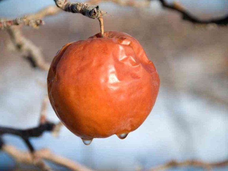 Why Are Apples Rotting On Tree? - Home Garden Vegetables