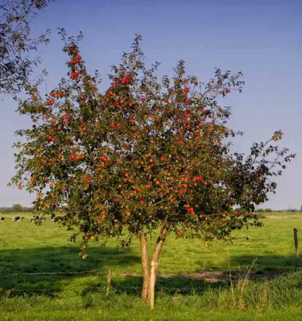 Apple Tree Lifespan - Home Garden Vegetables
