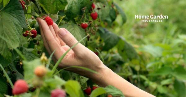 Black Mold On Raspberry - Home Garden Vegetables