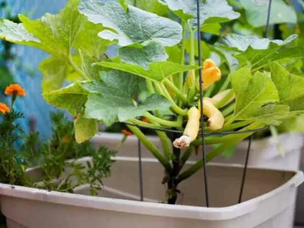 How To Grow Squash In Containers - Home Garden Vegetables