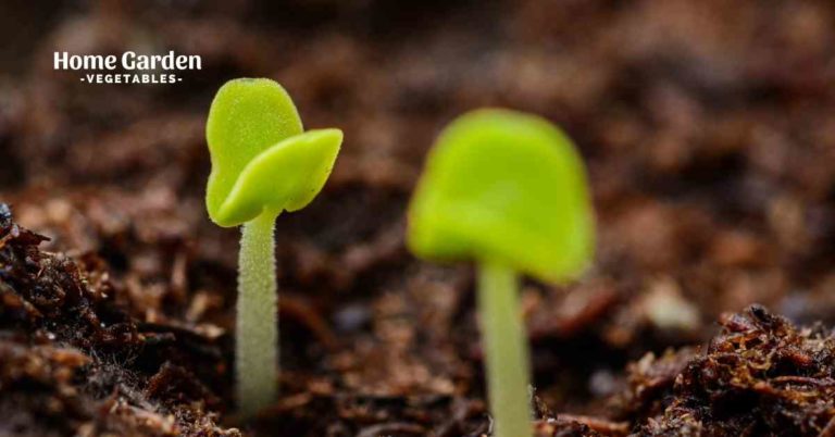 How Long Does It Take Basil Seeds To Sprout? - Home Garden Vegetables